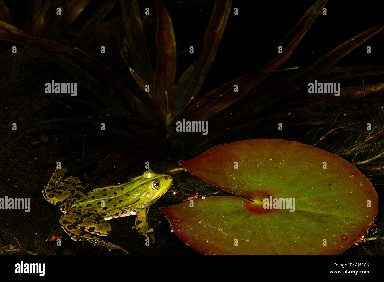 Green Frog : Rana esculenta lying lie frog in the black water shot from ...