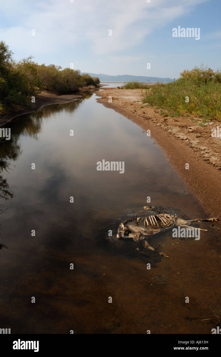 Dead goat lie inthe water from the East River in a landscape with a ...