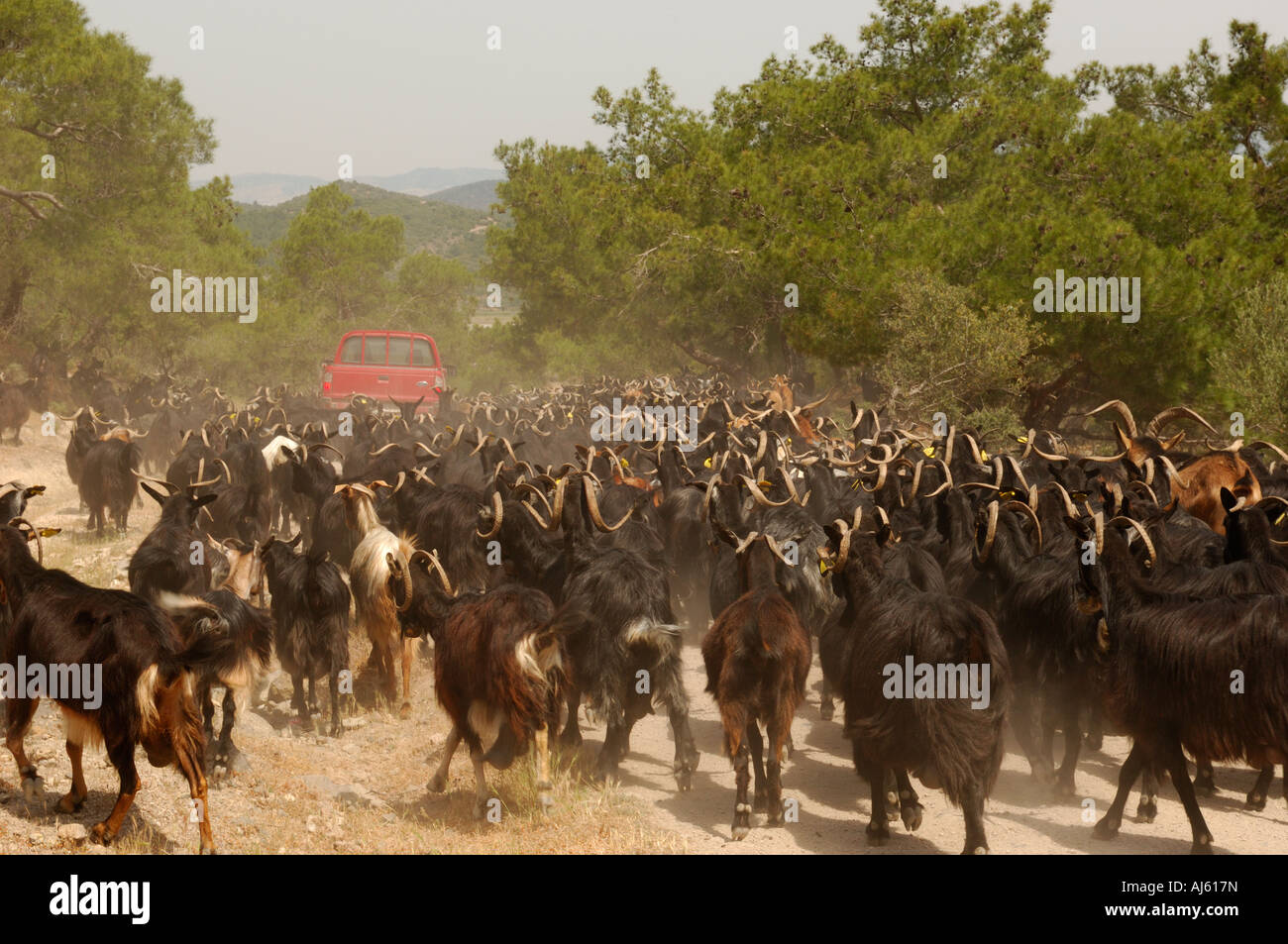 Greece island goat shepherd hi-res stock photography and images - Alamy