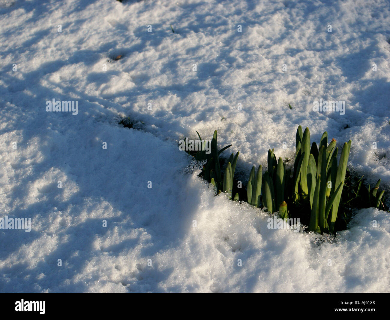 Early signs of spring Stock Photo - Alamy