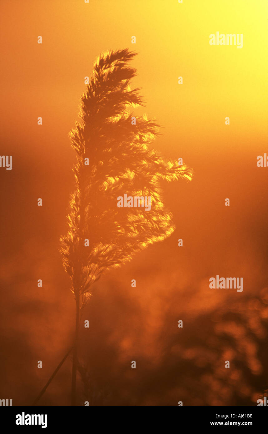 COMMON REED Phragmites australis backlit at sunset Stock Photo - Alamy