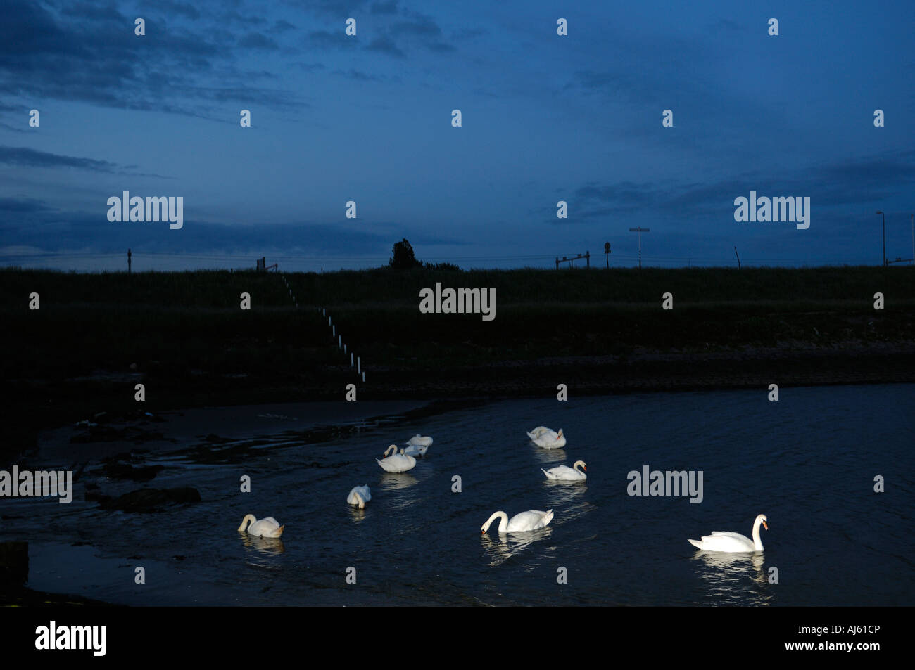 Mute swan Cygnus olor waterbird white Swan in the dark /evening ...