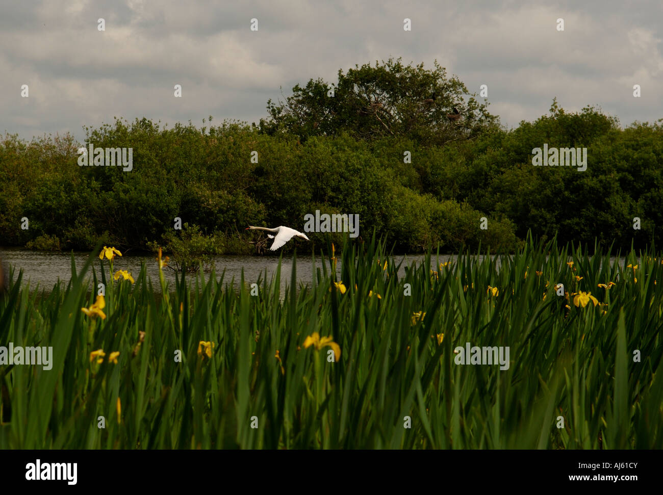 Mute swan Cygnus olor waterbird white landscape with flying bird above ...