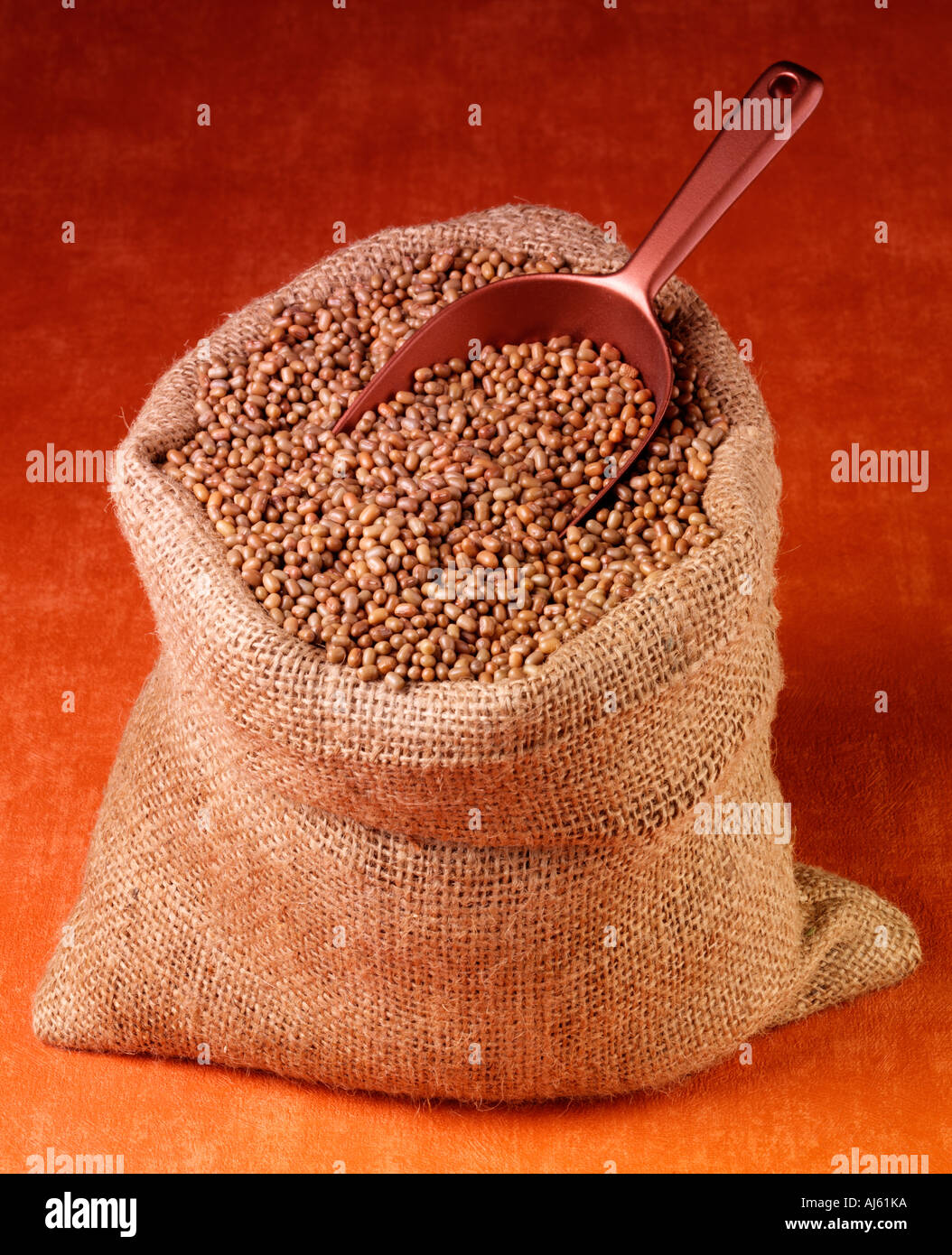 Muth moth hi-res stock photography and images - Alamy