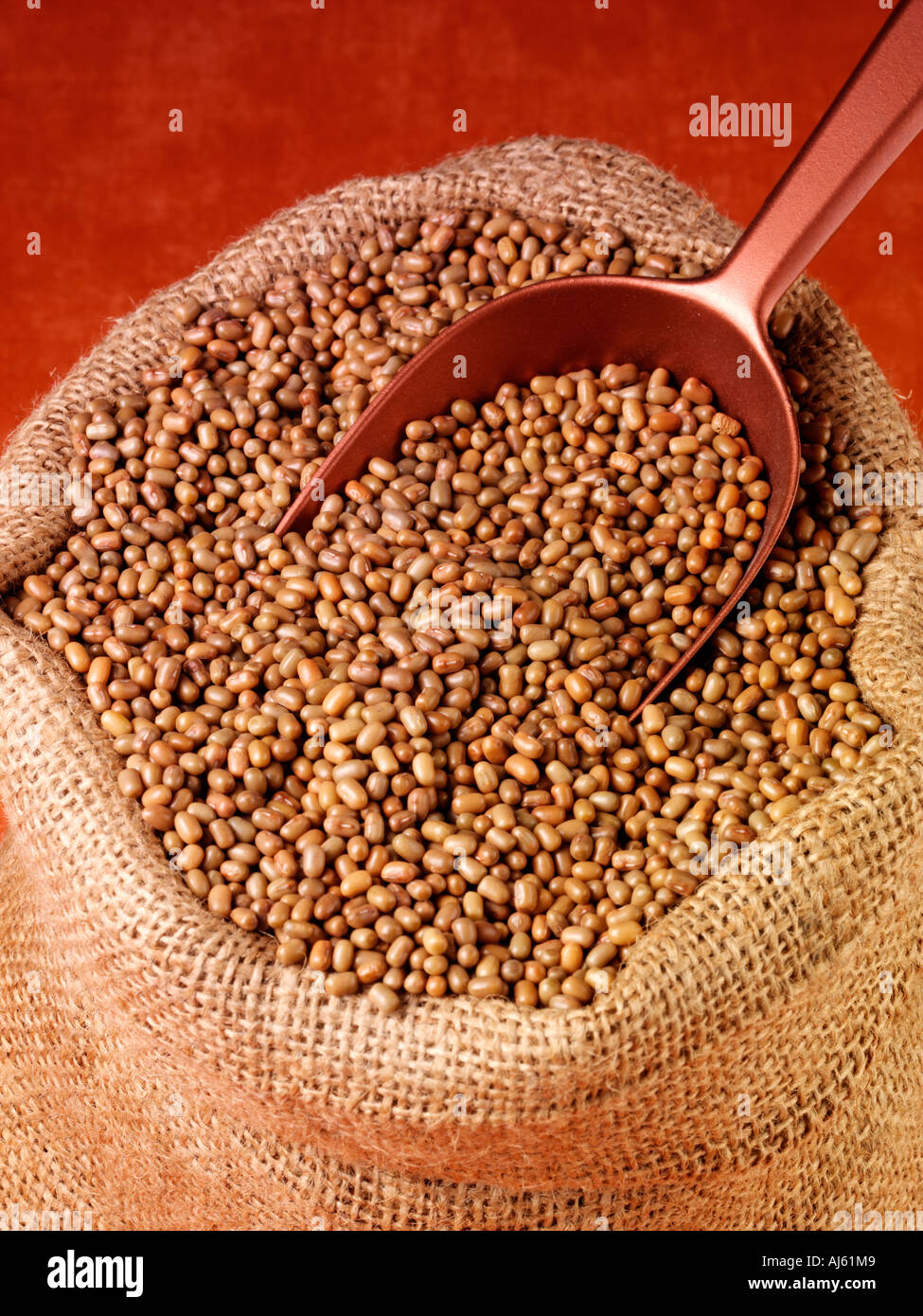 Muth moth hi-res stock photography and images - Alamy