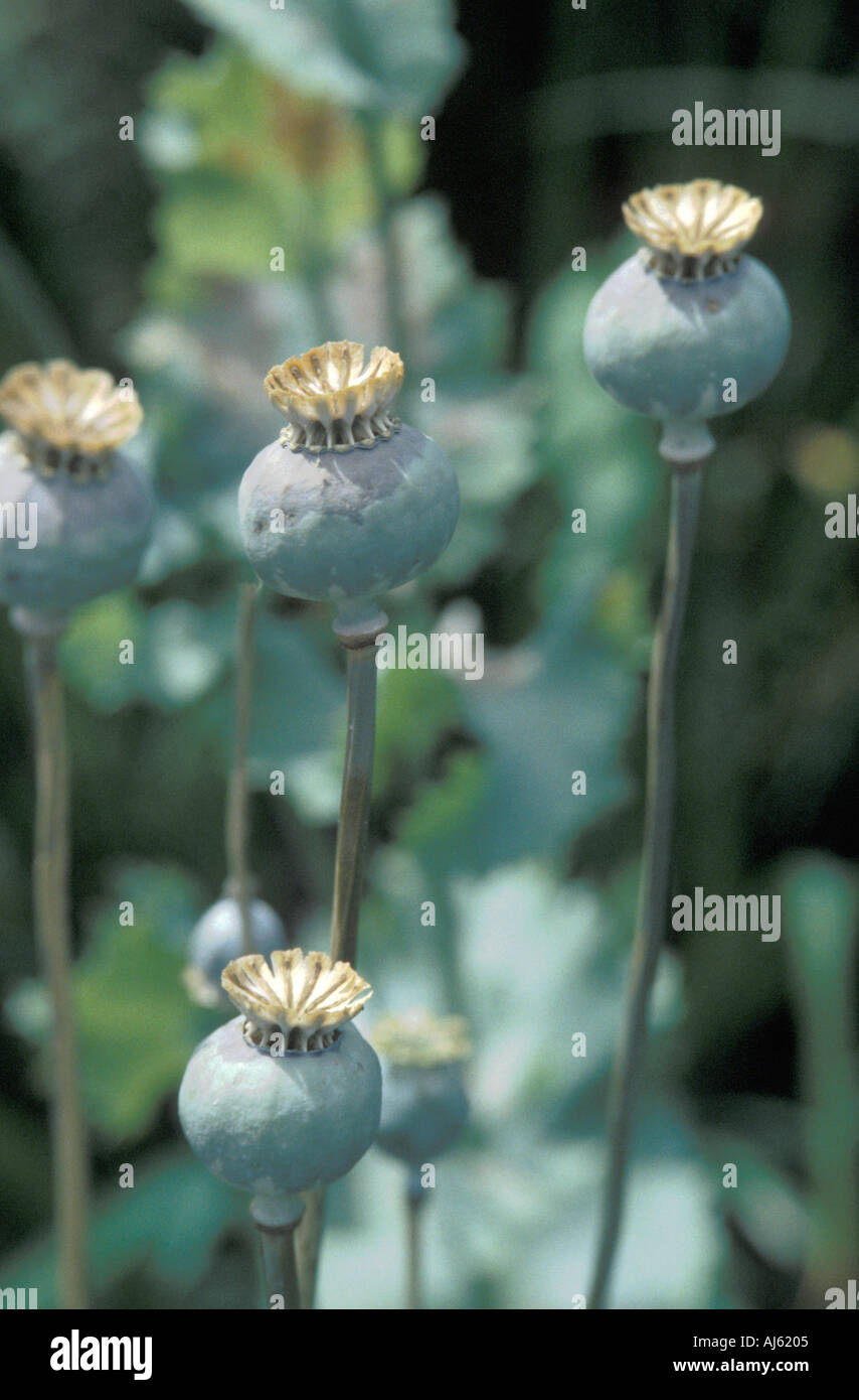 Poppyheads hi-res stock photography and images - Alamy