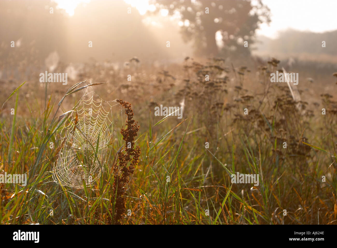 Cobwebs in the grass in backlight hi-res stock photography and images ...