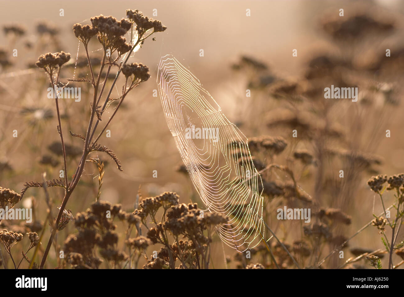 Cobwebs in the grass in backlight hi-res stock photography and images ...