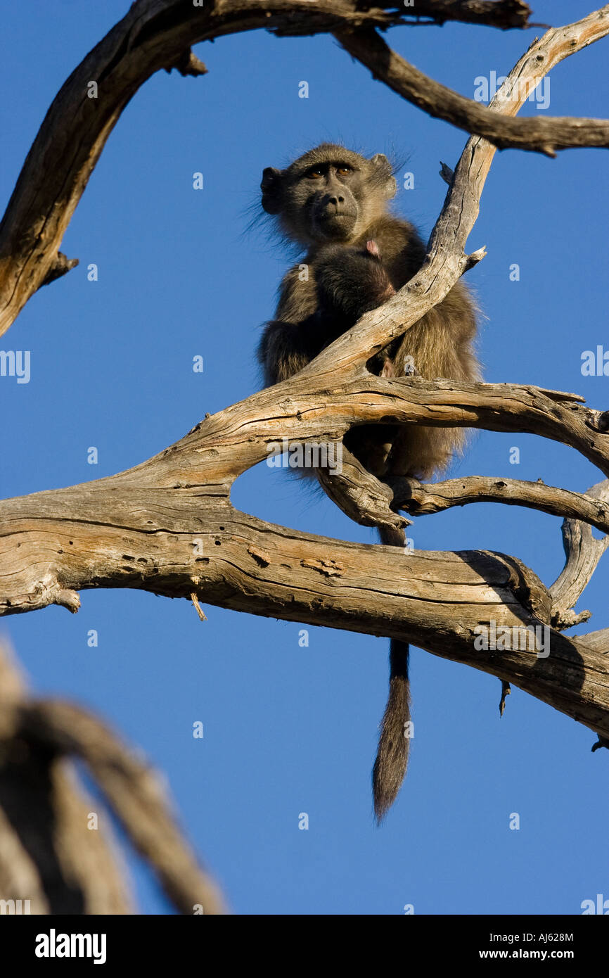 Young chamca baboon holding a dead infant in a tree Stock Photo - Alamy