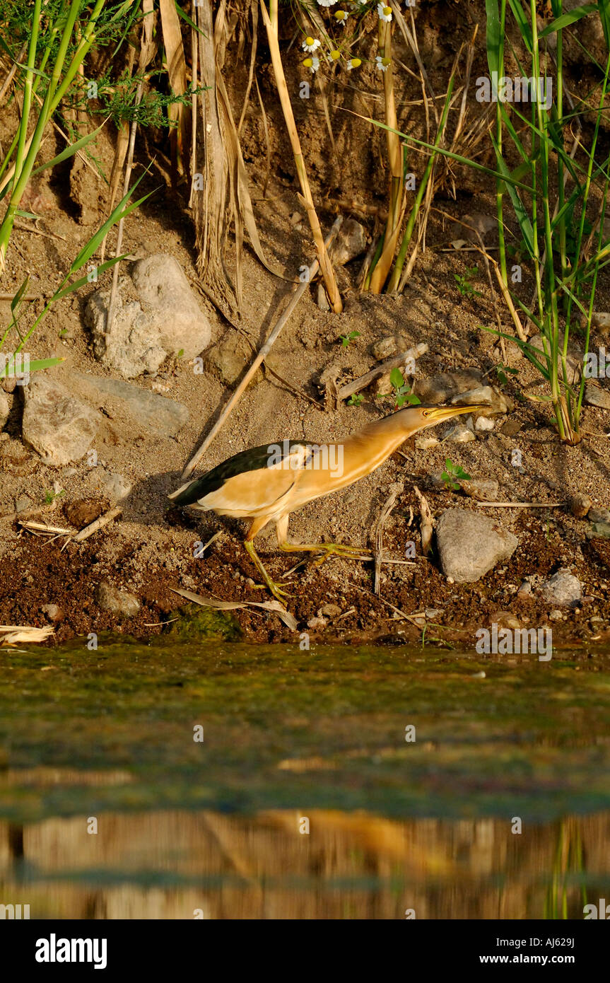 Little Bittern Ixobrychus minutus hunting and the waterside green reet ...