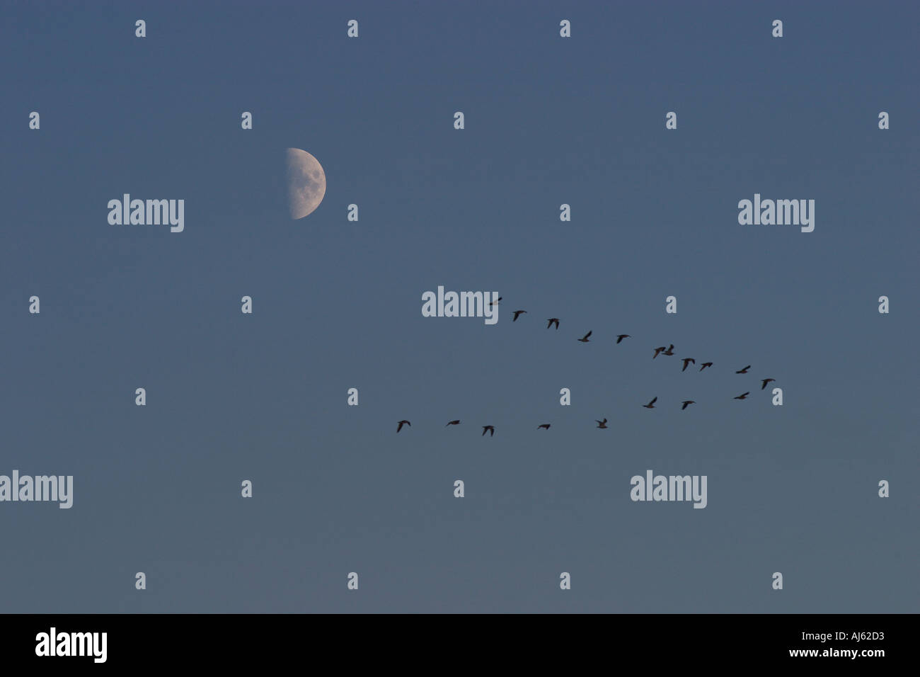 Migrating birds in v formation fly past rising moon Stock Photo - Alamy