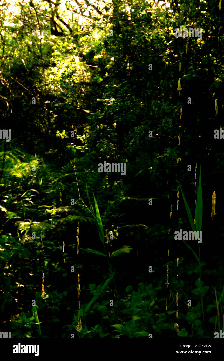 Wood green backlighting Stock Photo - Alamy