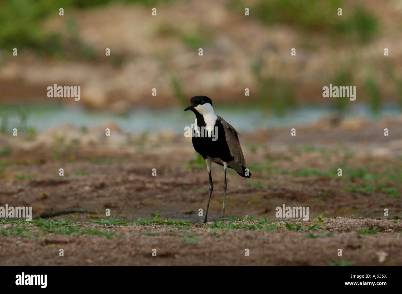 Spur-winged Lapwing Hoplopterus spinosus on sand and looking Stock ...