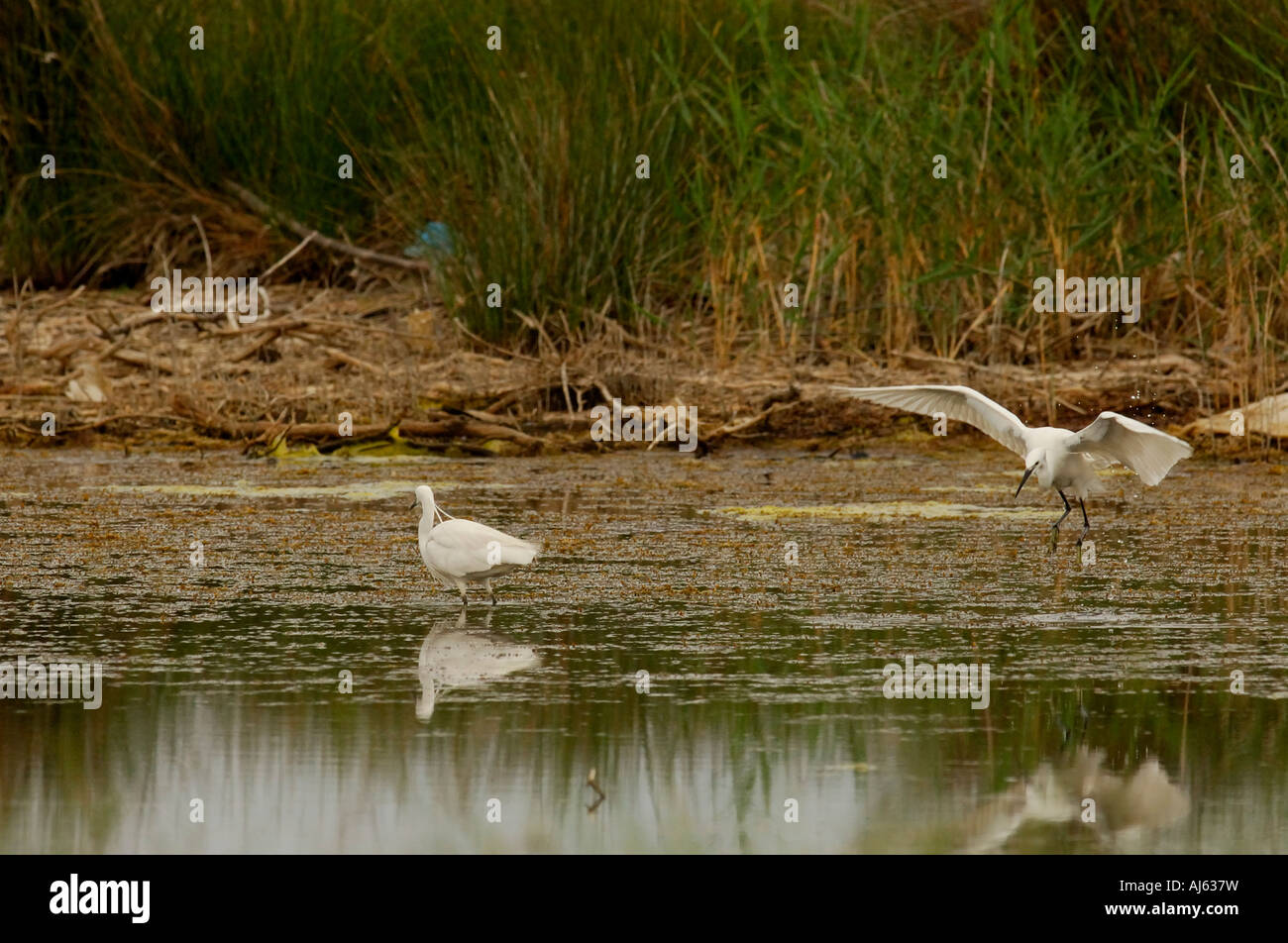 Little Egret Egretta garzetta two bird in the water on is jumping Stock ...