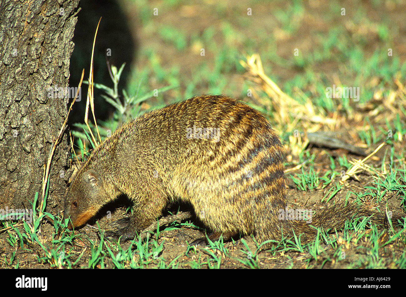 Banded mongoose foraging hi-res stock photography and images - Alamy