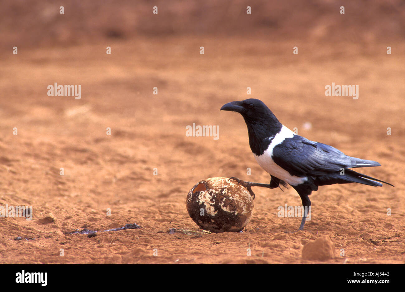 Pied Crow Corvus albus Adult bird feeding on an Ostrich egg Nairobi ...