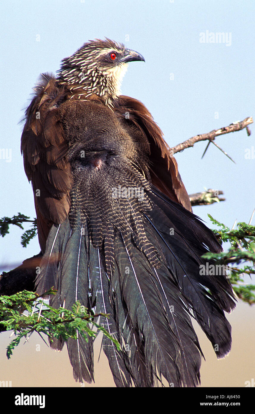 White Browed Coucal Centropus superciliosus Stock Photo - Alamy