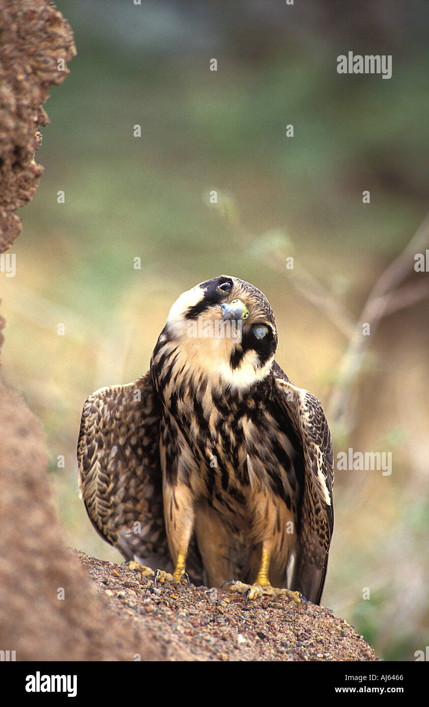 European Hobby Falco subbuteo Stock Photo - Alamy