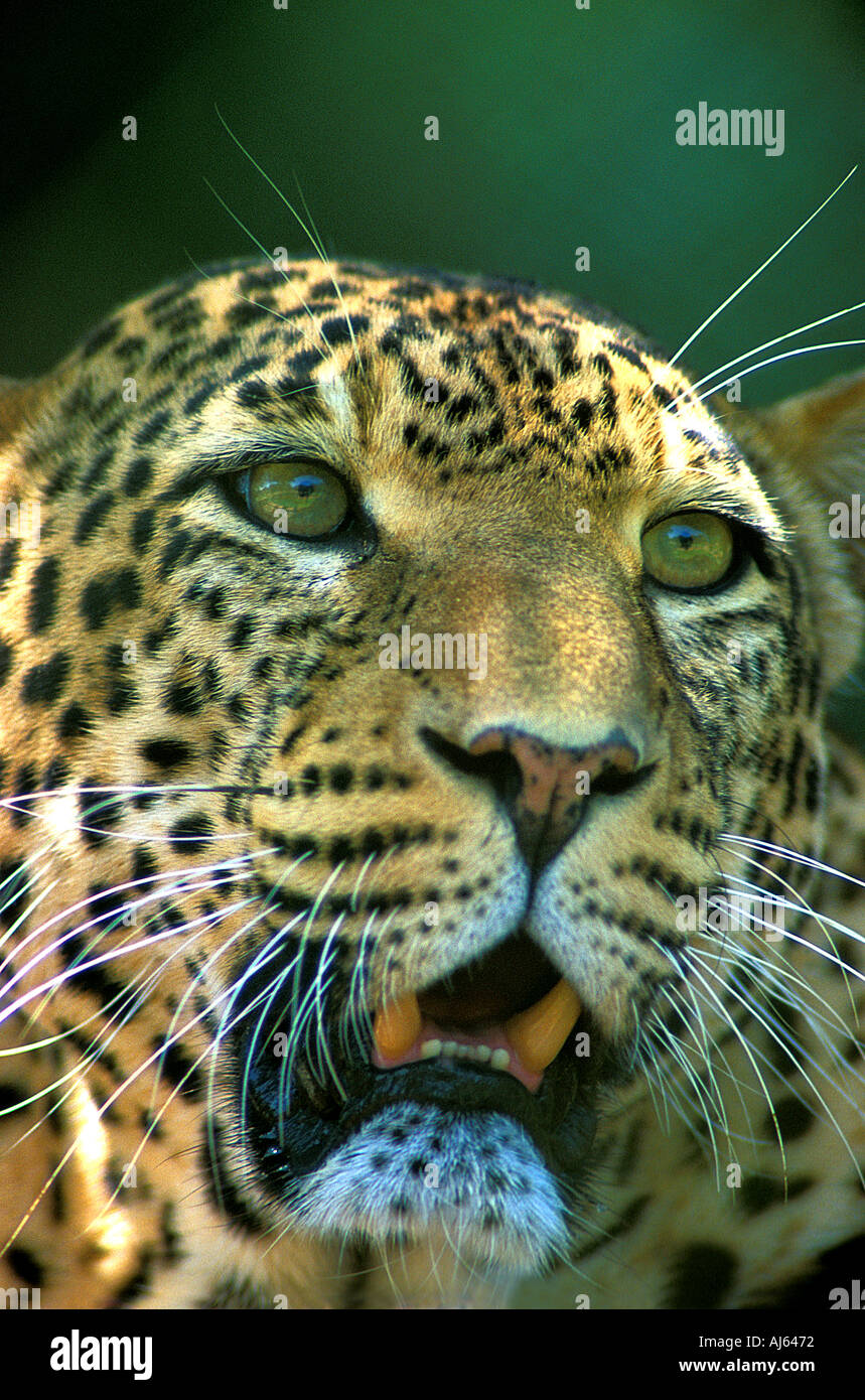 Leopard Panthera pardus Portrait of an adult male Nairobi National Park ...