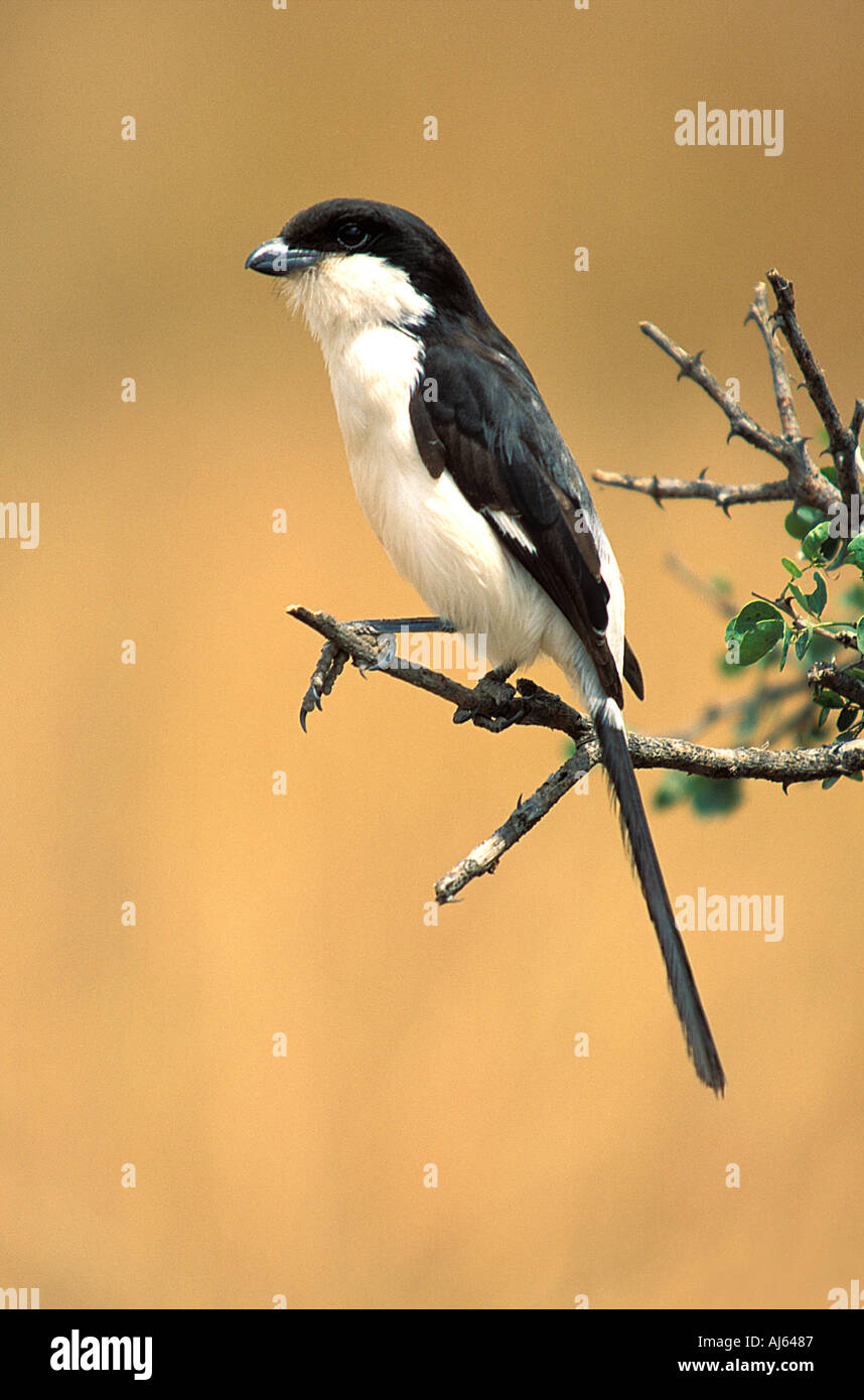 Long Tailed Fiscal Shrike Lanius cabanisi Stock Photo - Alamy