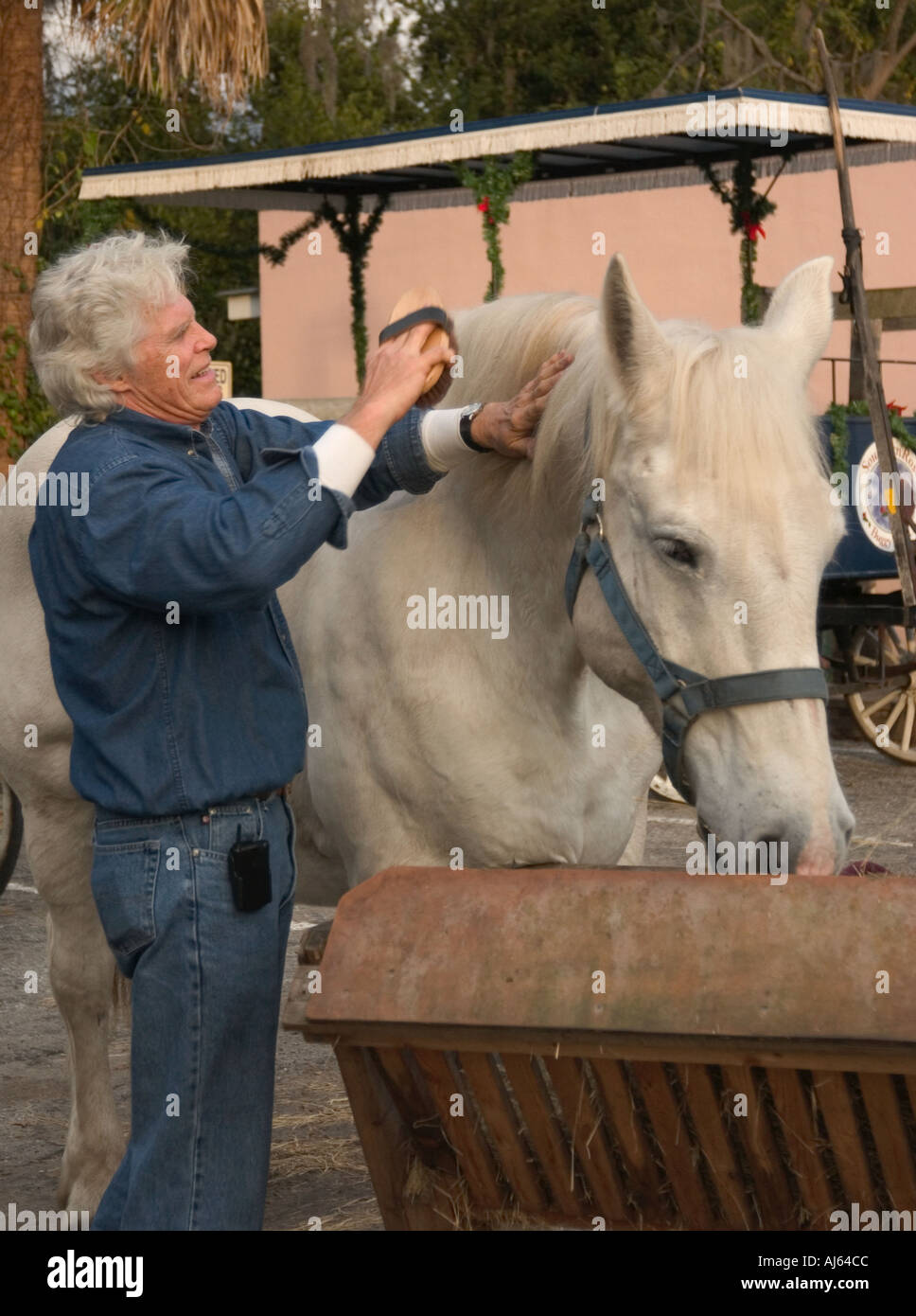Driver Grooming White Cab Horse Beaufort SC.,USA Stock Photo - Alamy