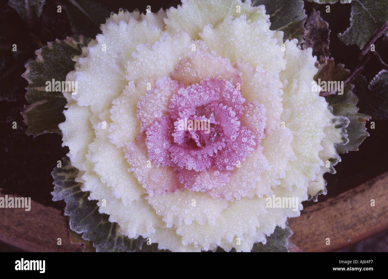 Ornamental cabbage frost hi-res stock photography and images - Alamy