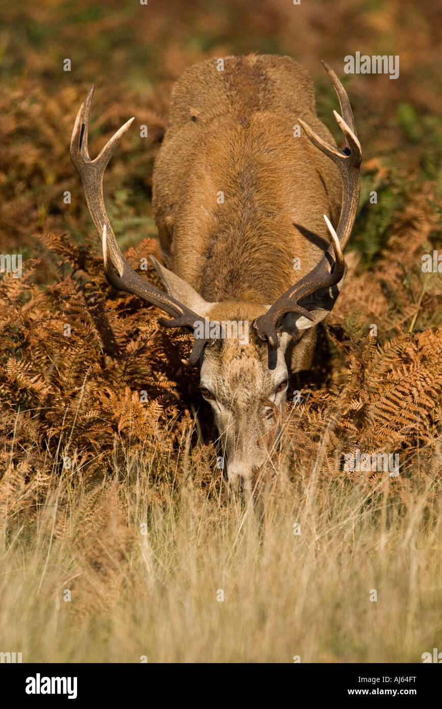 Red deer Cervus elaphus stag eating grass Richmond park London Stock ...