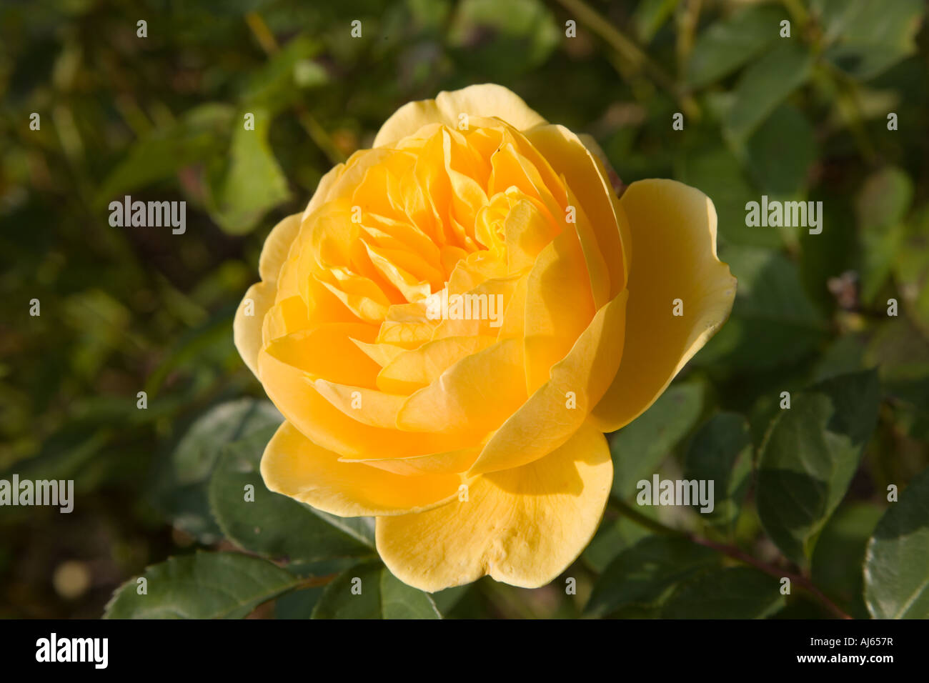 Graham rose hi-res stock photography and images - Alamy
