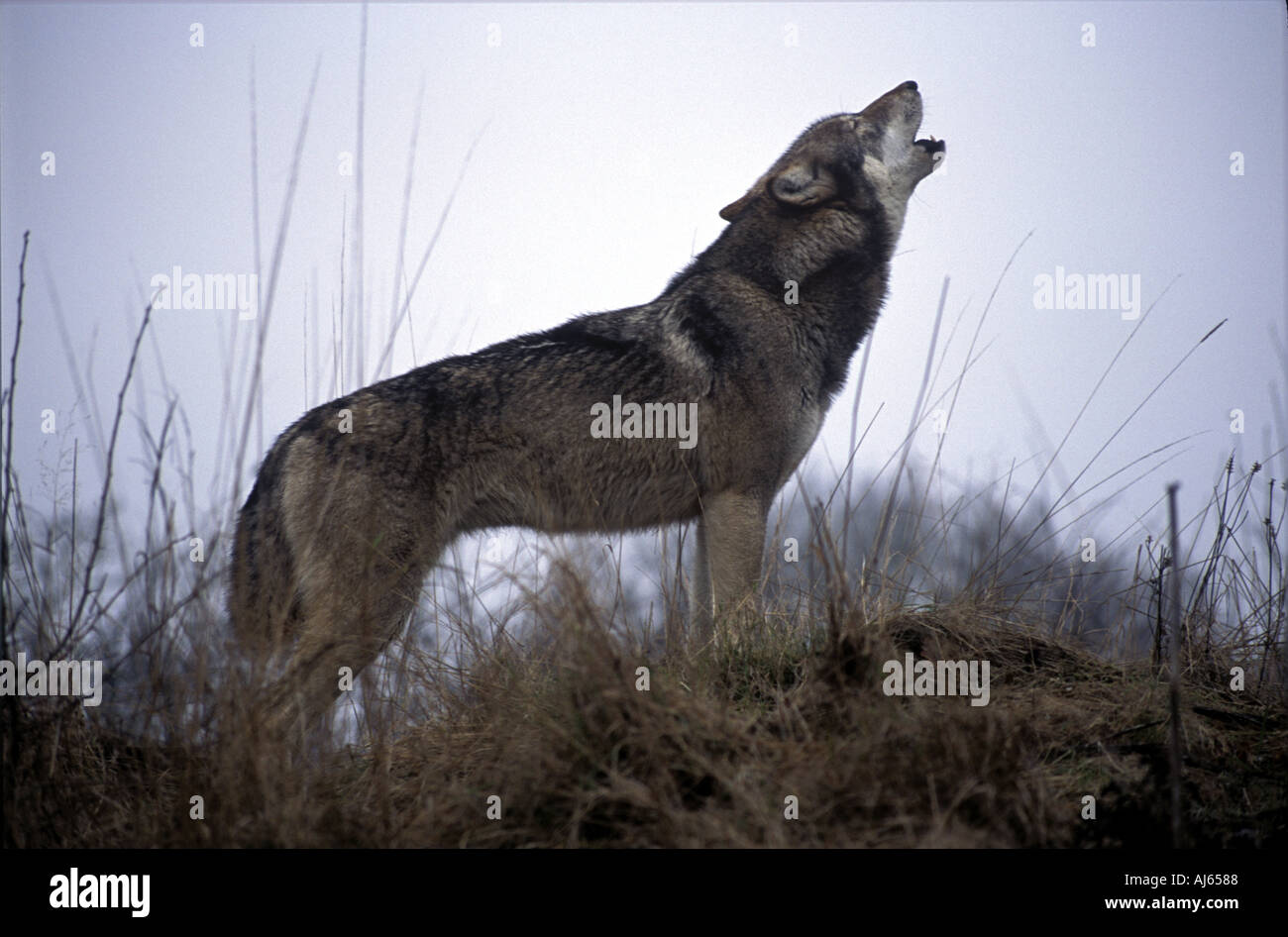 Howling wolf hi-res stock photography and images - Alamy