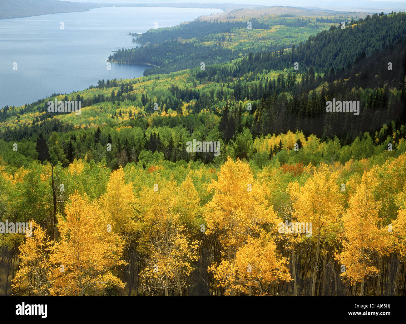 Temperate landscape of aspen and evergreen forests in autumn at ...