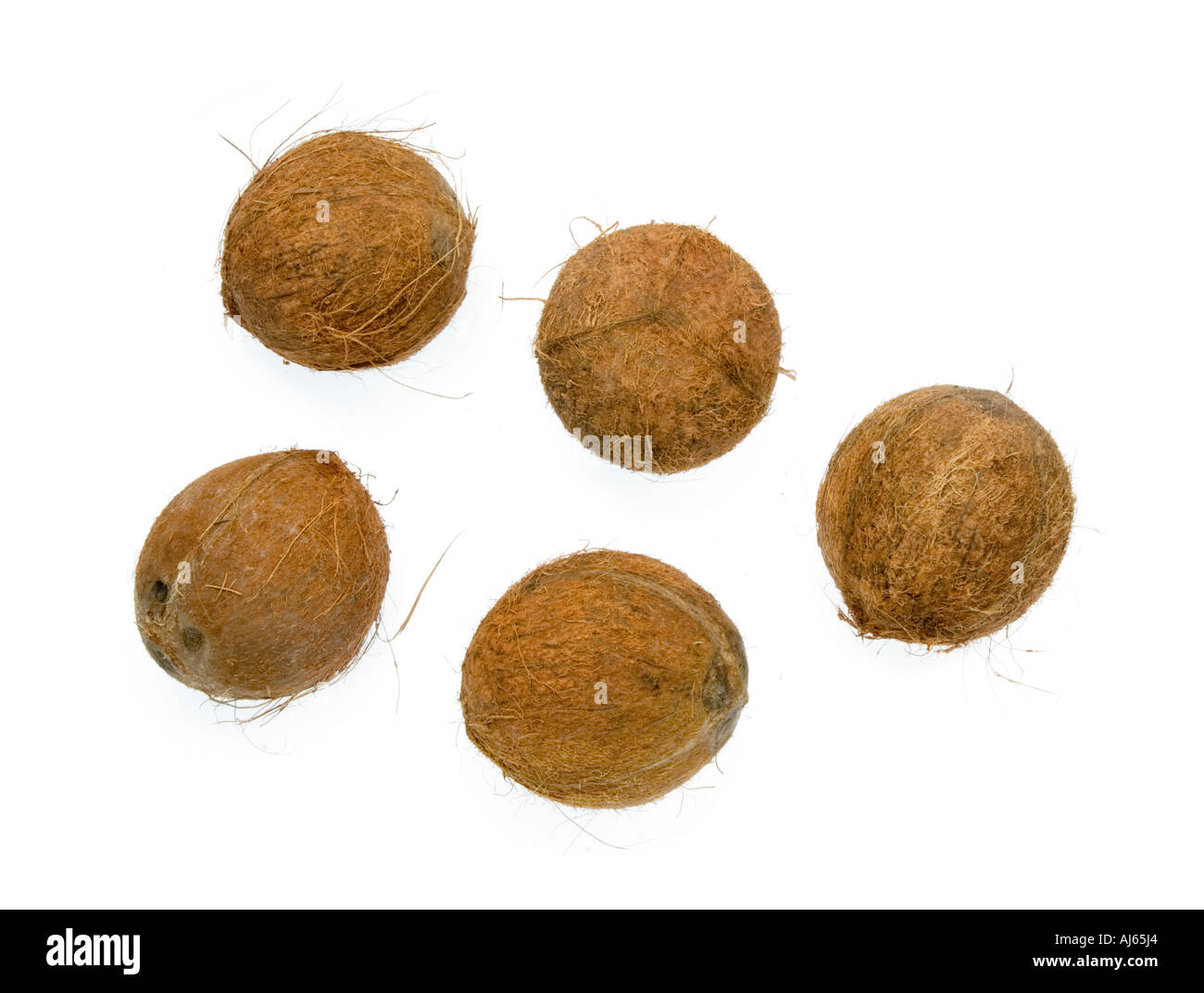 5 five whole coconut coko nut hairy wooden wood shell nutshell FOOD ...