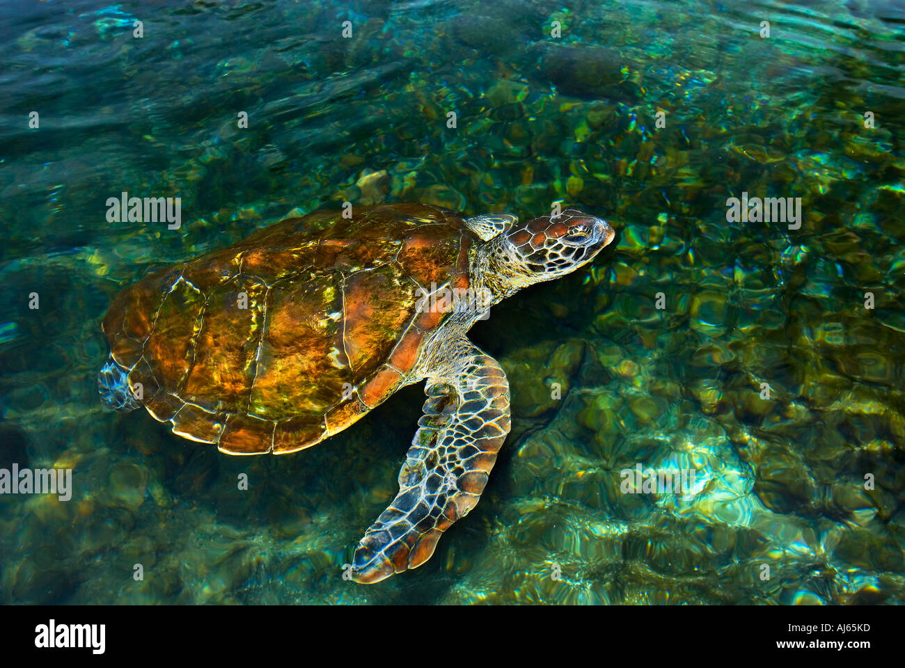 Black seaturtle hi-res stock photography and images - Alamy