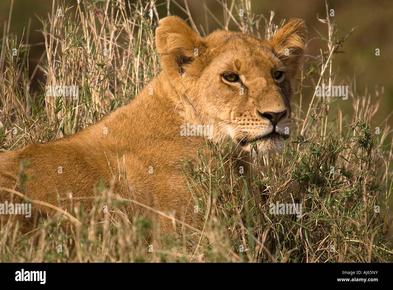 This female lion watches her cubs while staying close to a kill Stock ...