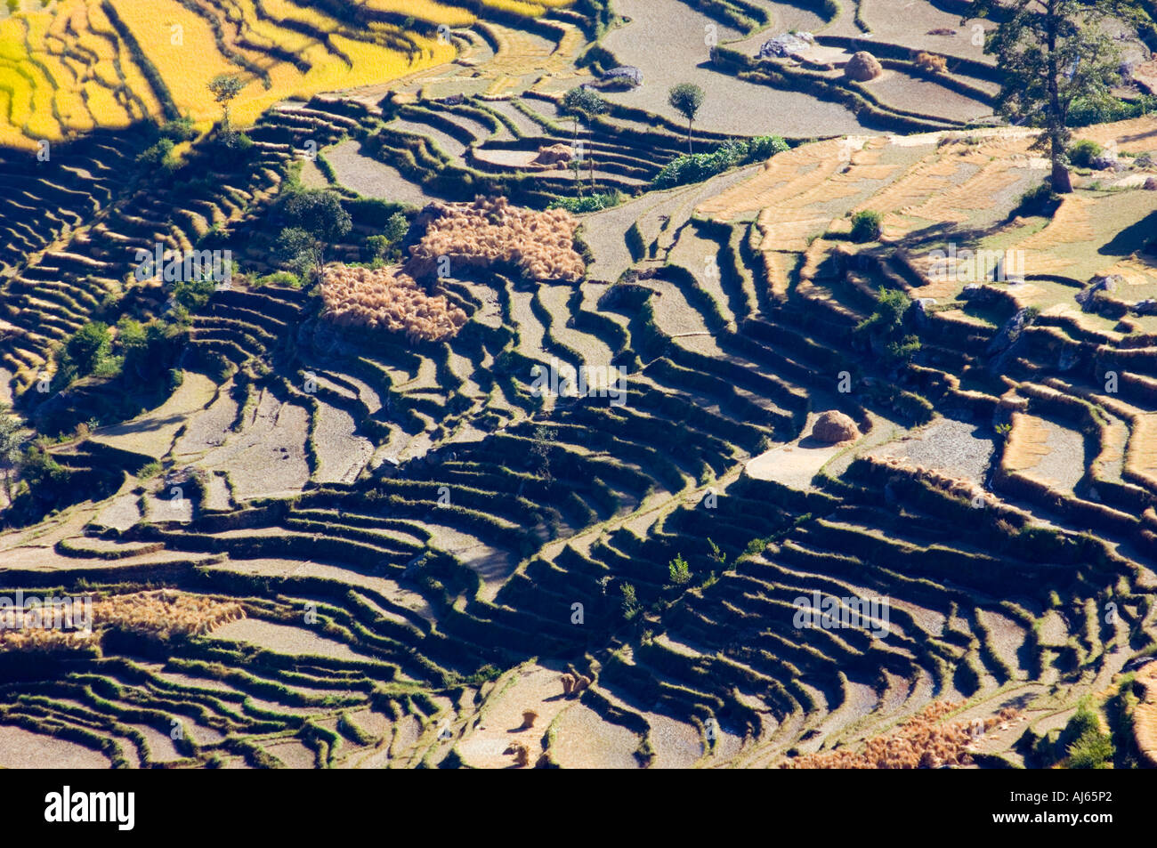 terrace field Plateau Himalaya Himalayan landscape hill valley mountain ...