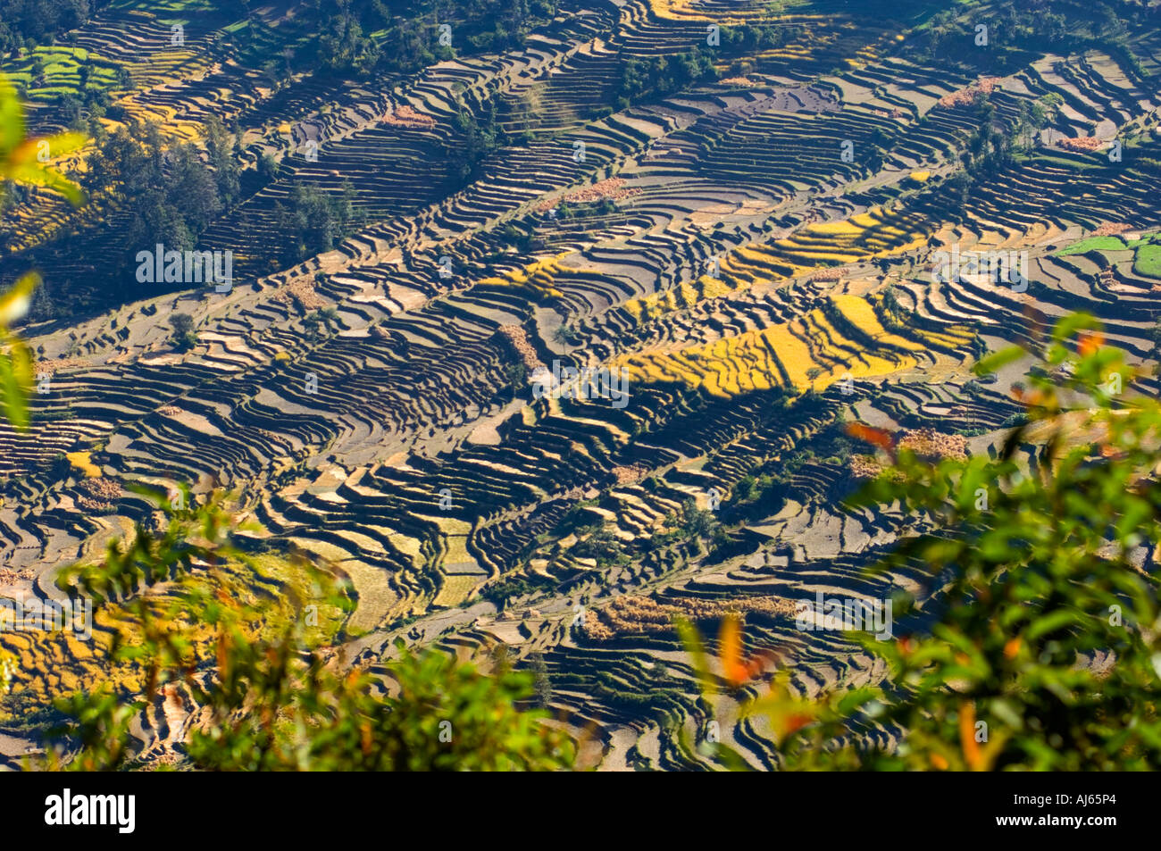 terrace field Plateau Himalaya Himalayan landscape hill valley mountain ...