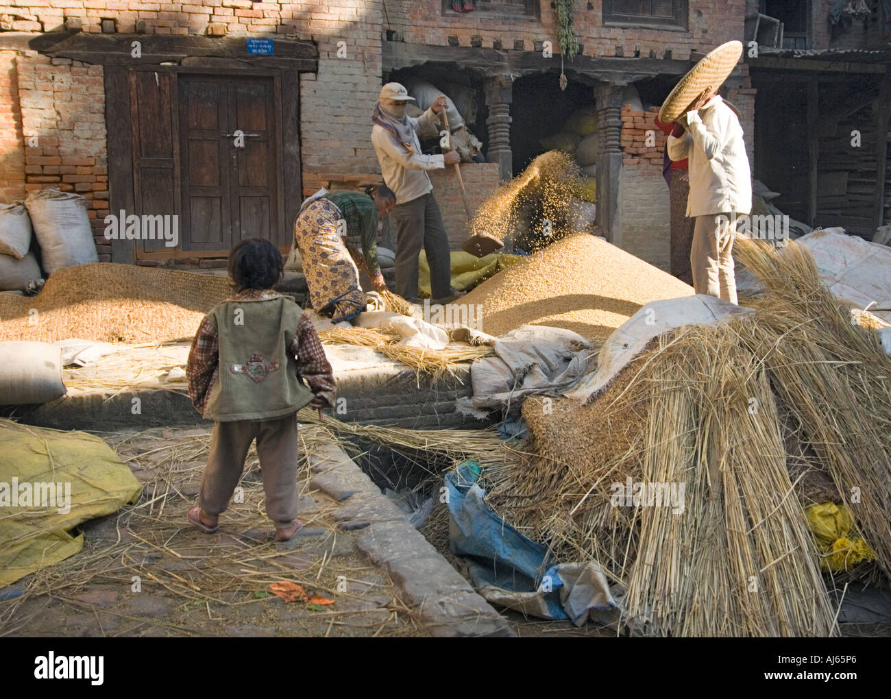Nepal rice harvest drying work woman hi-res stock photography and ...