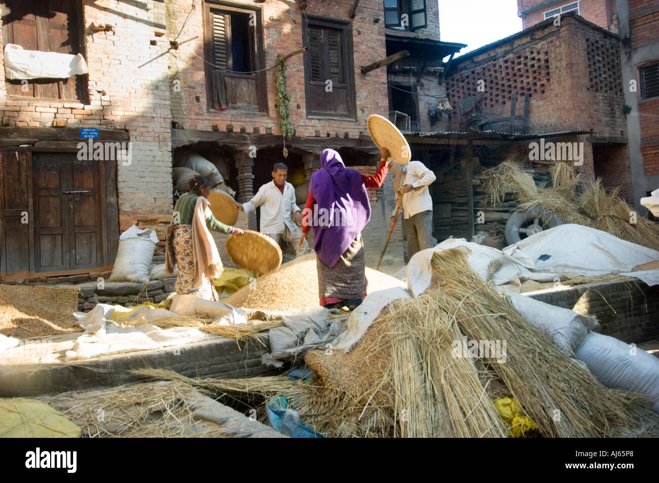 Nepal rice harvest drying work woman hi-res stock photography and ...