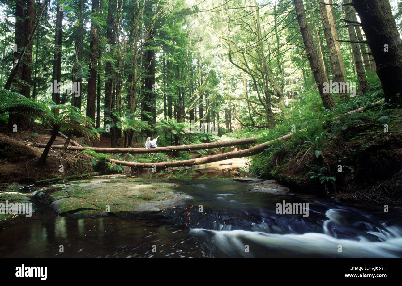 Couple sitting on log over stream amid giant Sequoia trees in Otway ...