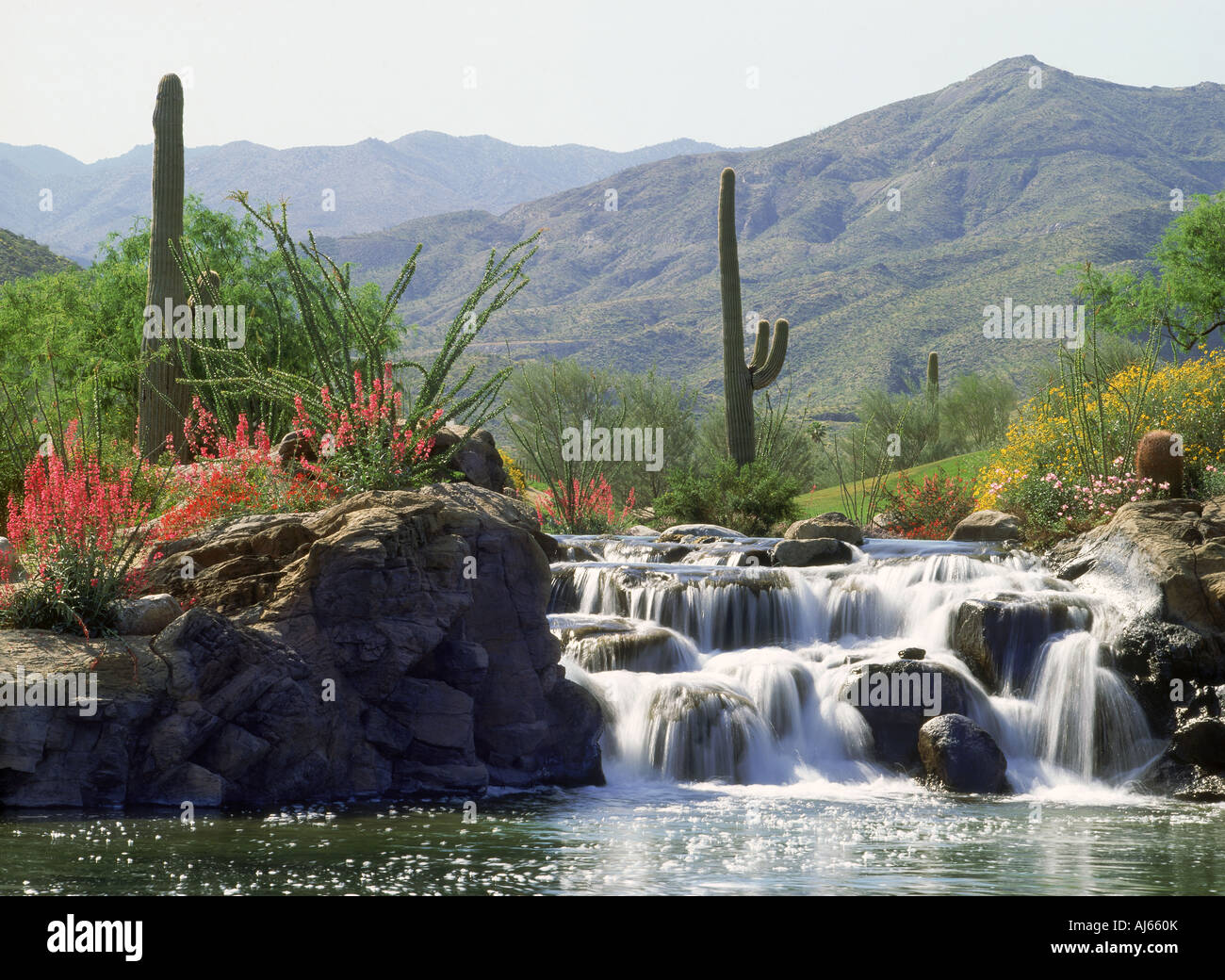 Saguaro cactus and spring flowers around waterfall in California desert ...