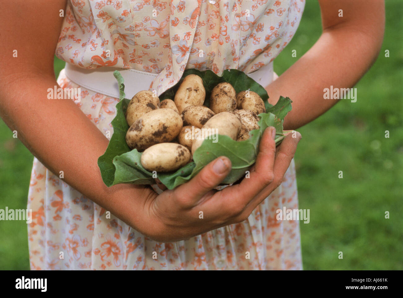 Woman holding fresh potatoes picked from home garden Stock Photo - Alamy