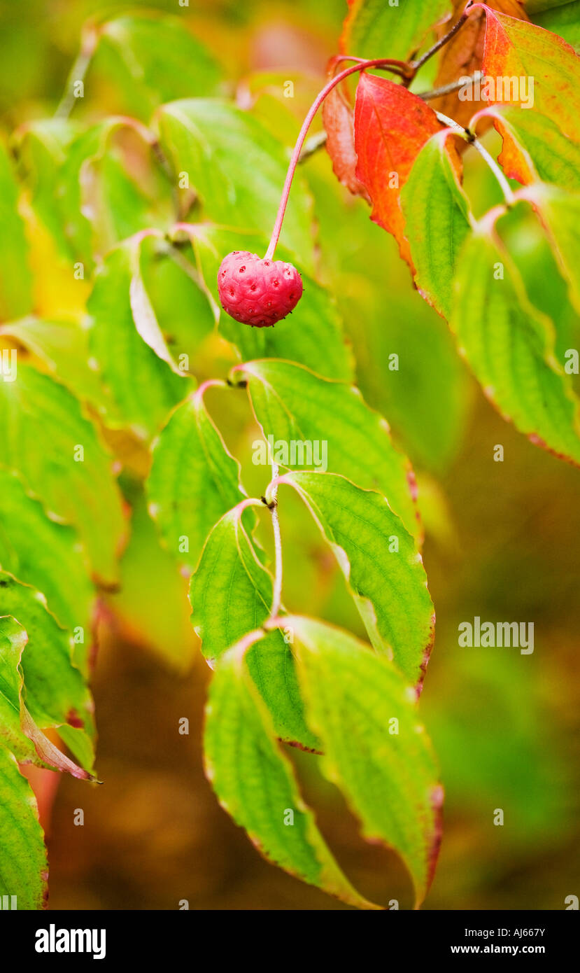 Japanese strawberry tree hi-res stock photography and images - Alamy