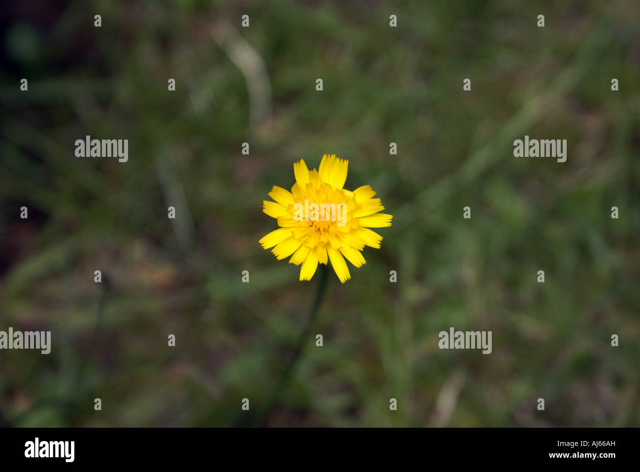 Dried dandelion leaves hi-res stock photography and images - Alamy