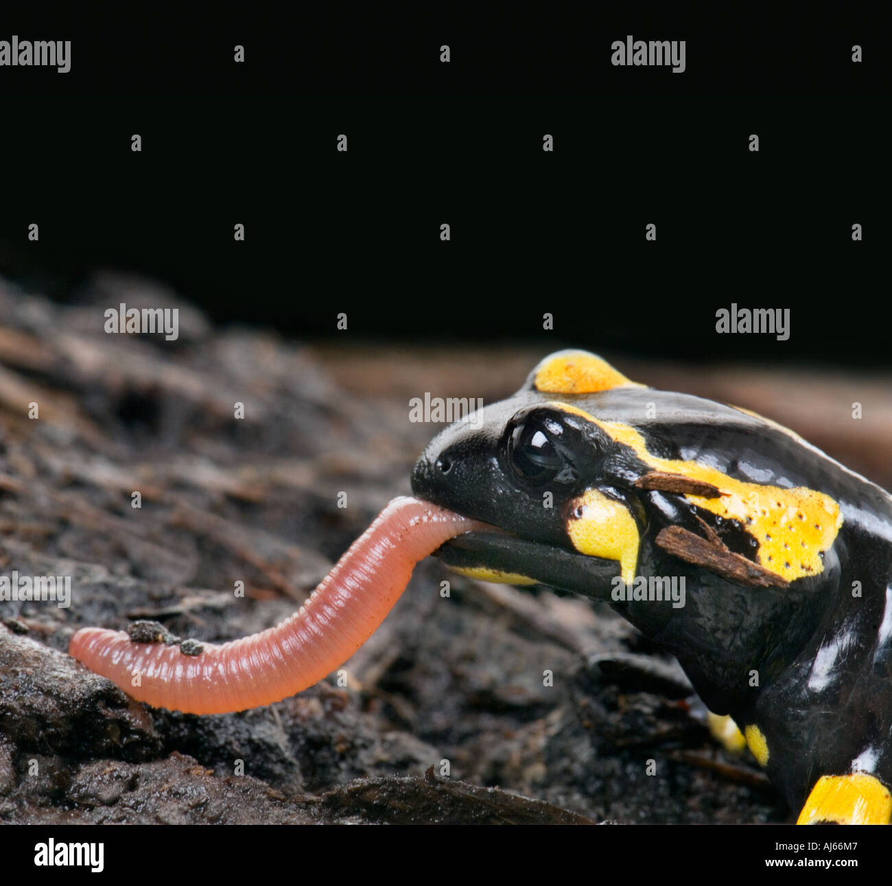 Salamandra salamandra eating High Resolution Stock Photography and ...