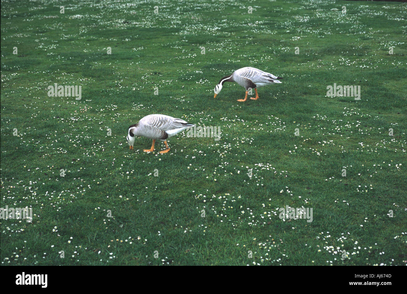 Grass eating geese hi-res stock photography and images - Alamy