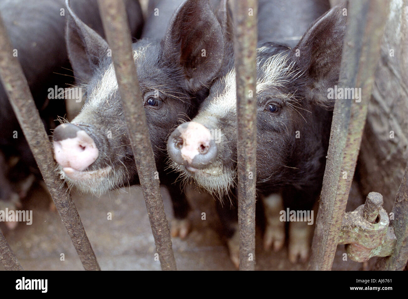 Pigs Devon UK Stock Photo - Alamy