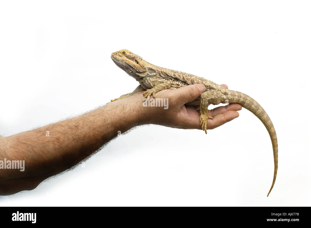 Pet Bearded Dragon Lizard crawling on a man s arm Stock Photo - Alamy