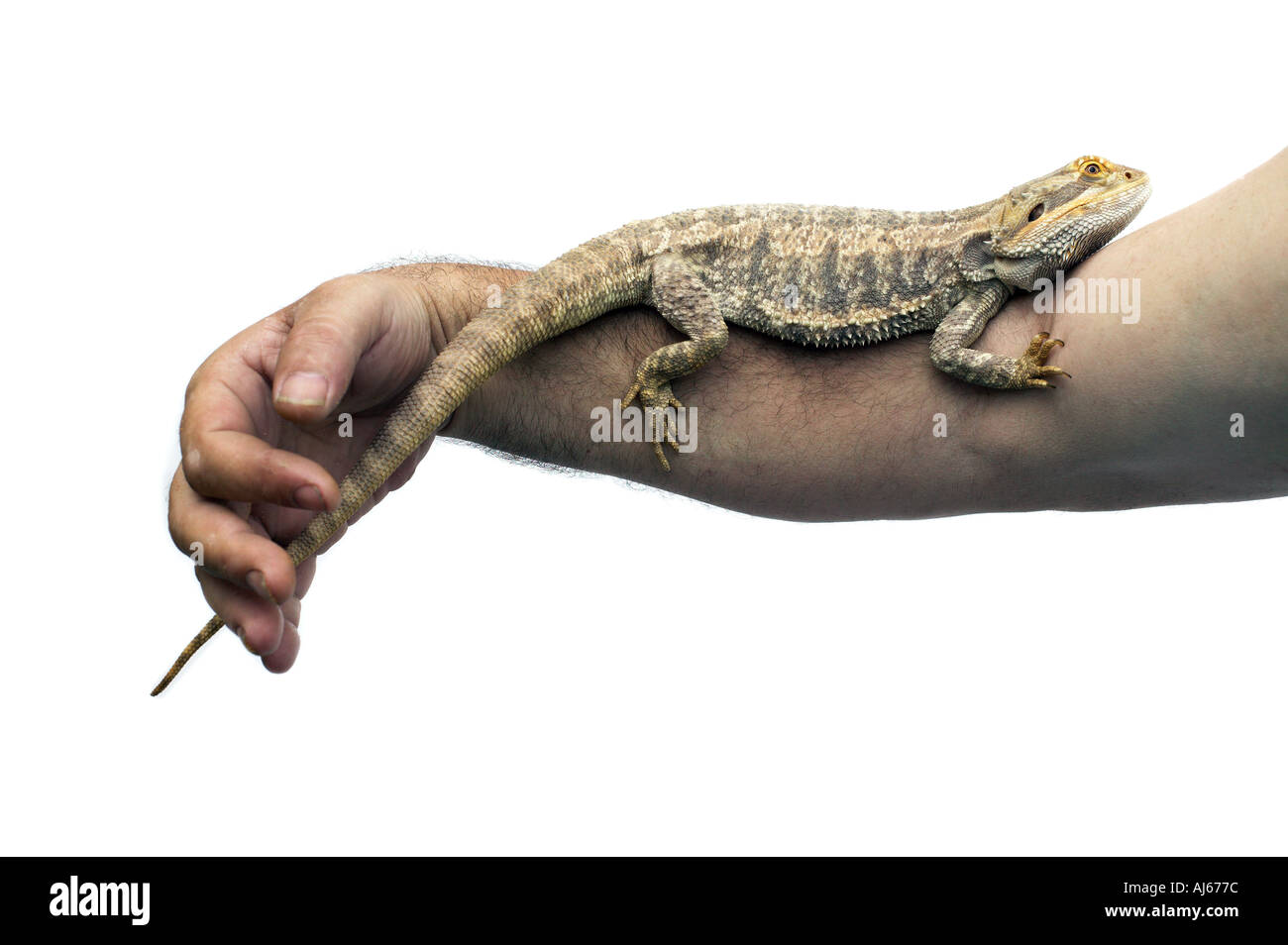 Man scale armor hi-res stock photography and images - Alamy