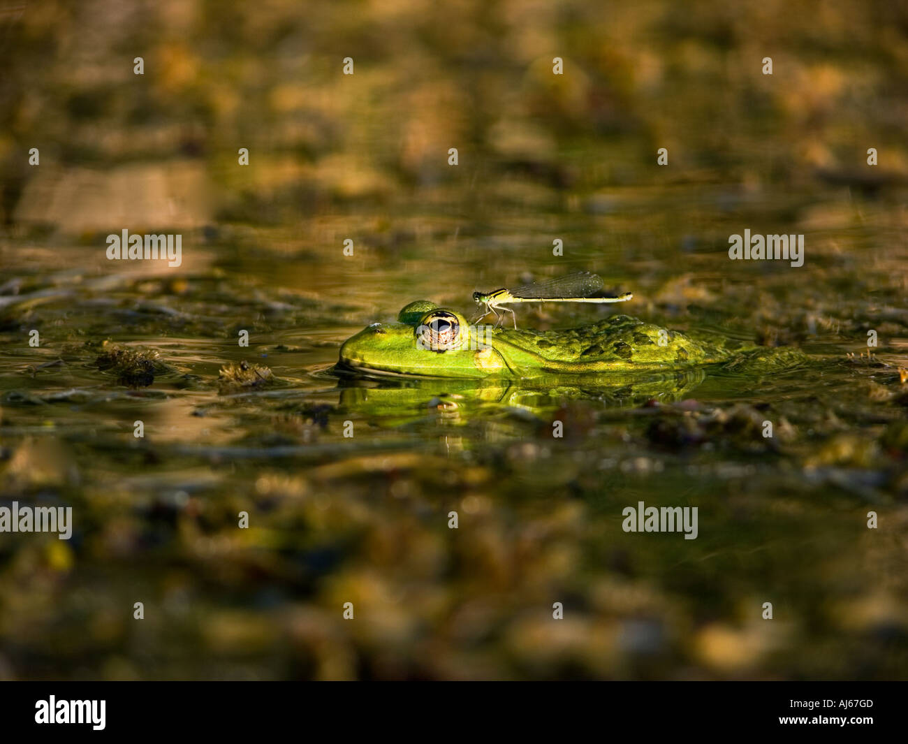 big green FROG Rana esculenta sitting in water watching for flies Stock ...