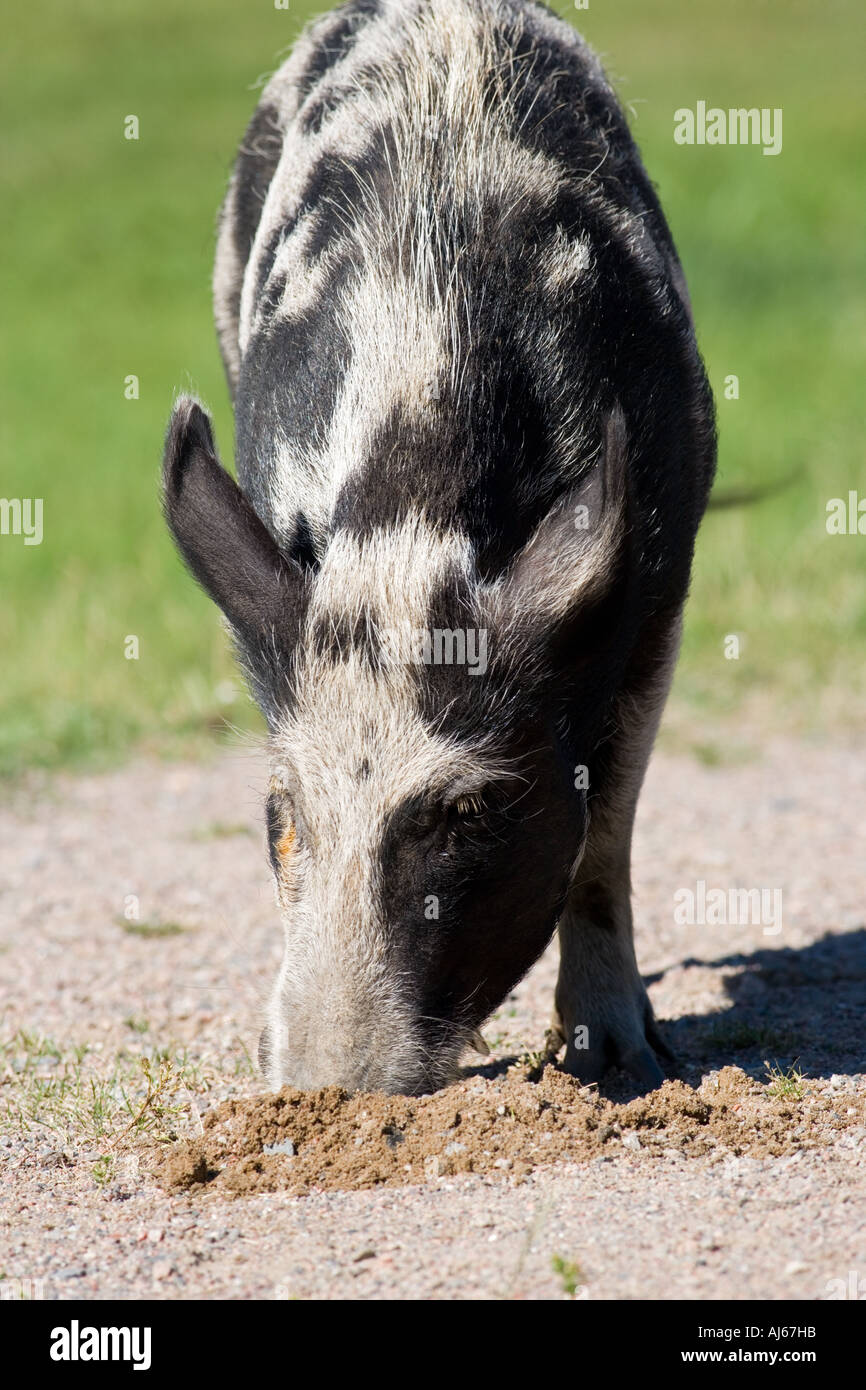 Swedish pig hi-res stock photography and images - Alamy