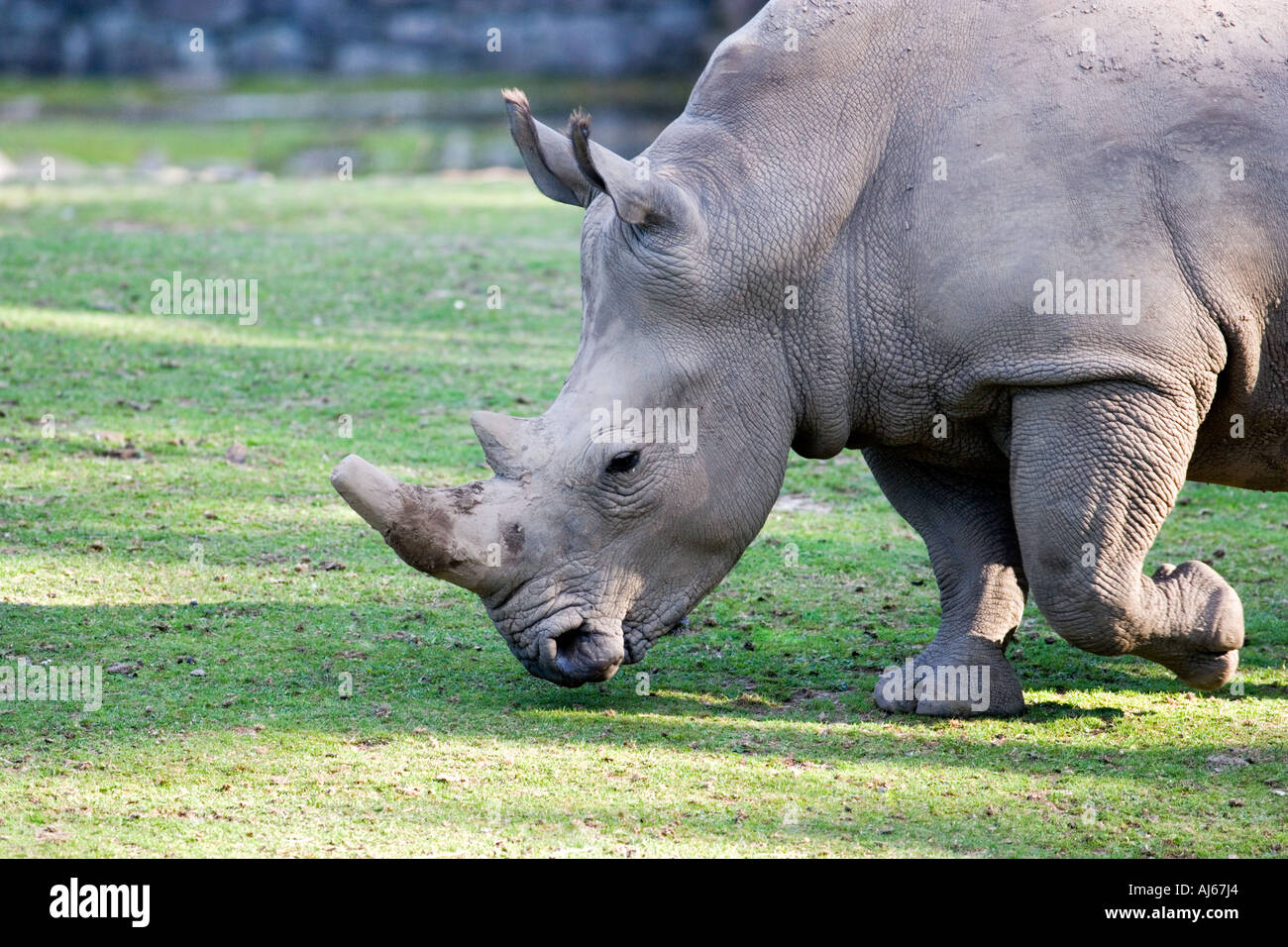 Massive and heavy species hi-res stock photography and images - Alamy
